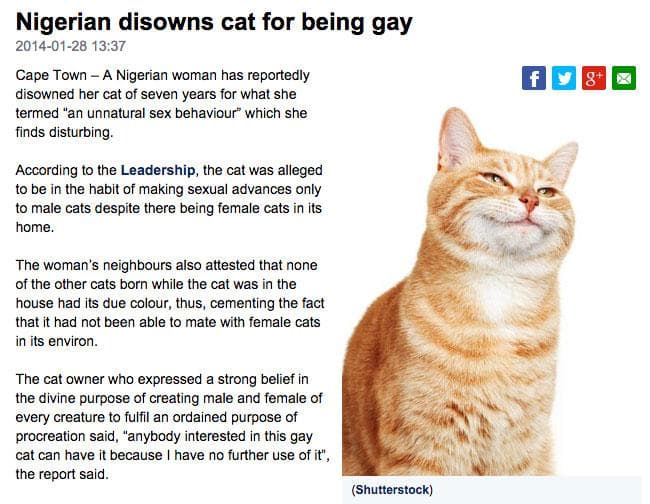 18 Cat News Headlines You Need to Read Right Meow