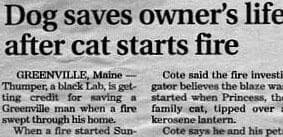 18 Cat News Headlines You Need to Read Right Meow