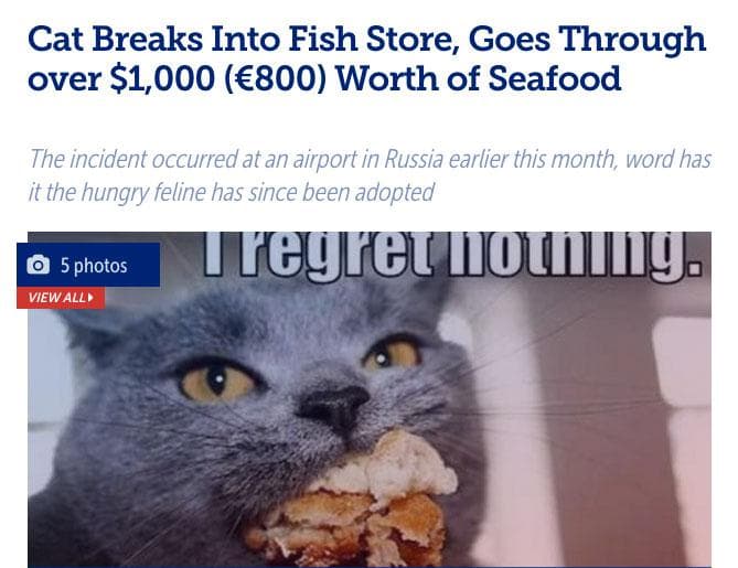 18 Cat News Headlines You Need to Read Right Meow