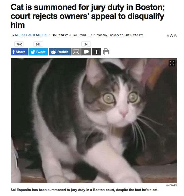 18 Cat News Headlines You Need to Read Right Meow