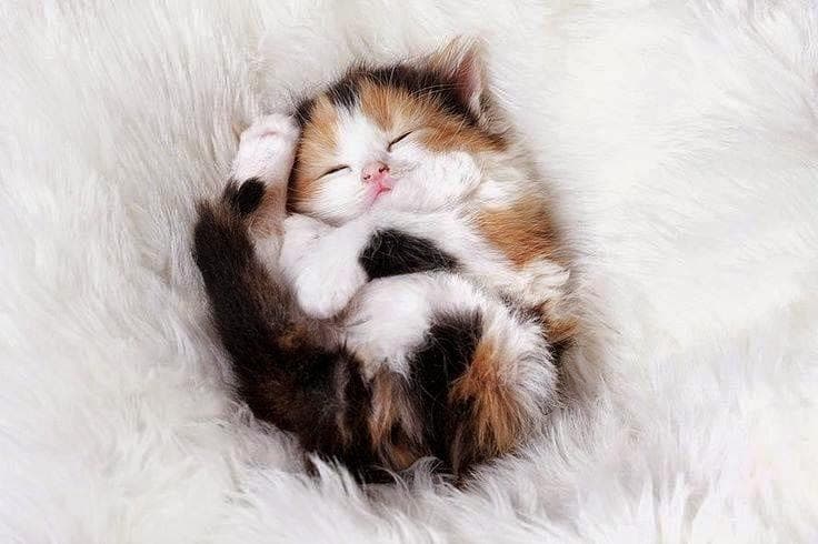27 Cute Cats That Are Perfectly Round