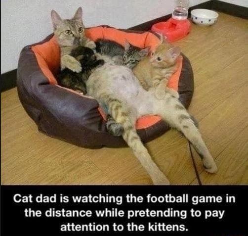 27 Cats That Are Rocking the Dad Bod