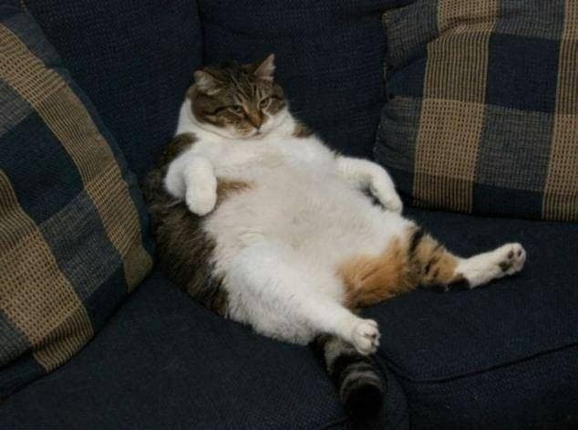 27 Cats That Are Rocking the Dad Bod