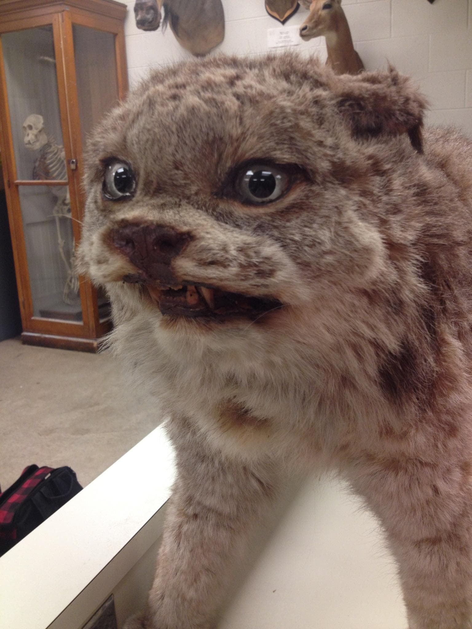 24 Taxidermy FAILs That Are Both Funny and Horrifying