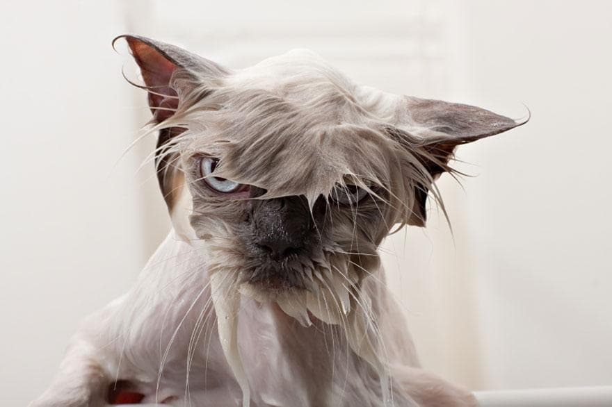 23 Funny Wet Cats You Can't Help But Laugh At