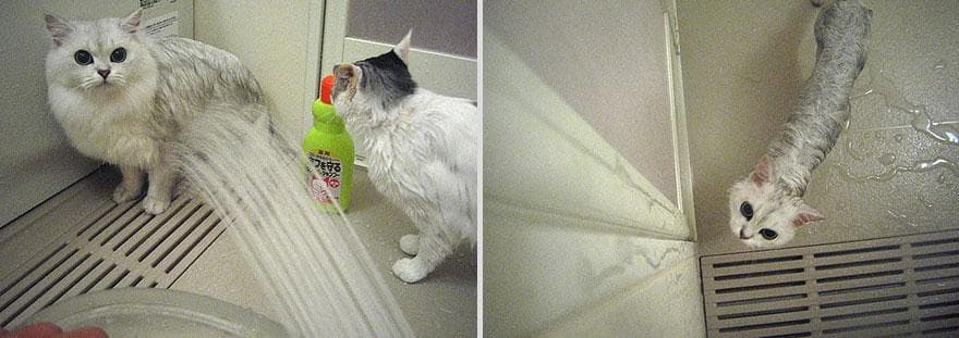 23 Funny Wet Cats You Can't Help But Laugh At