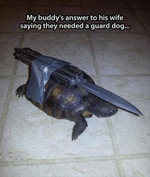 20 Funny Pictures of Animals Holding Knives
