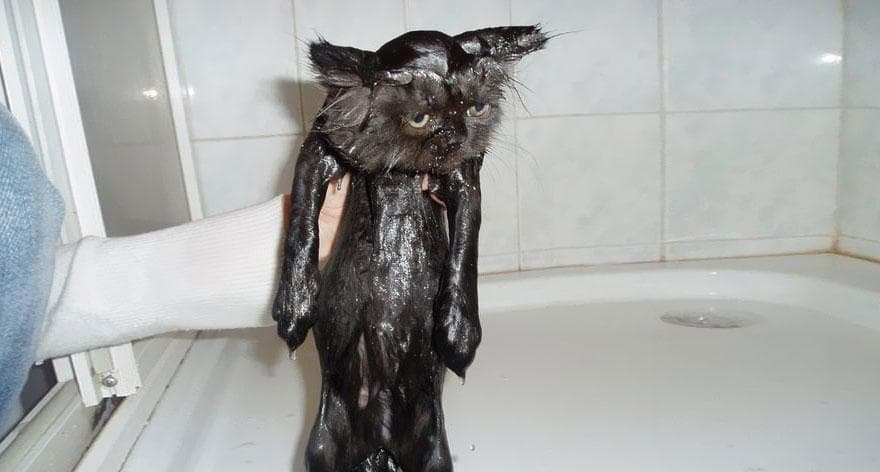 23 Funny Wet Cats You Can't Help But Laugh At
