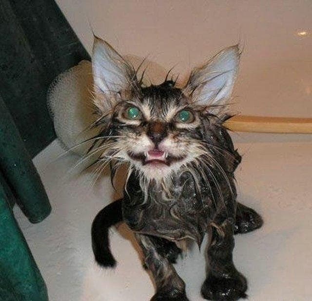 23 Funny Wet Cats You Can't Help But Laugh At