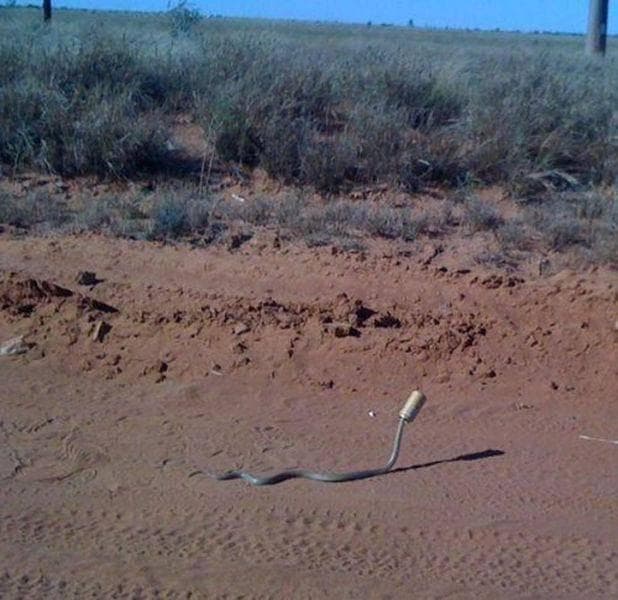 The Most Australian Things That Ever Happened