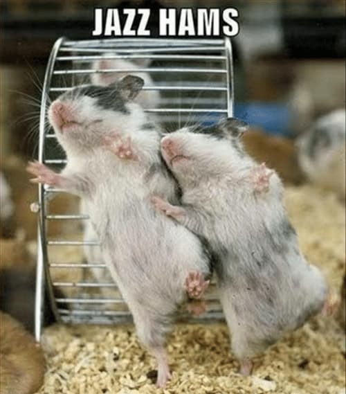 12 Adorable Animals Doing Jazz Hands