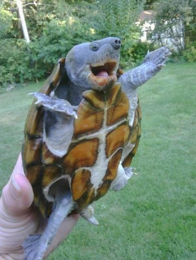 12 Adorable Animals Doing Jazz Hands