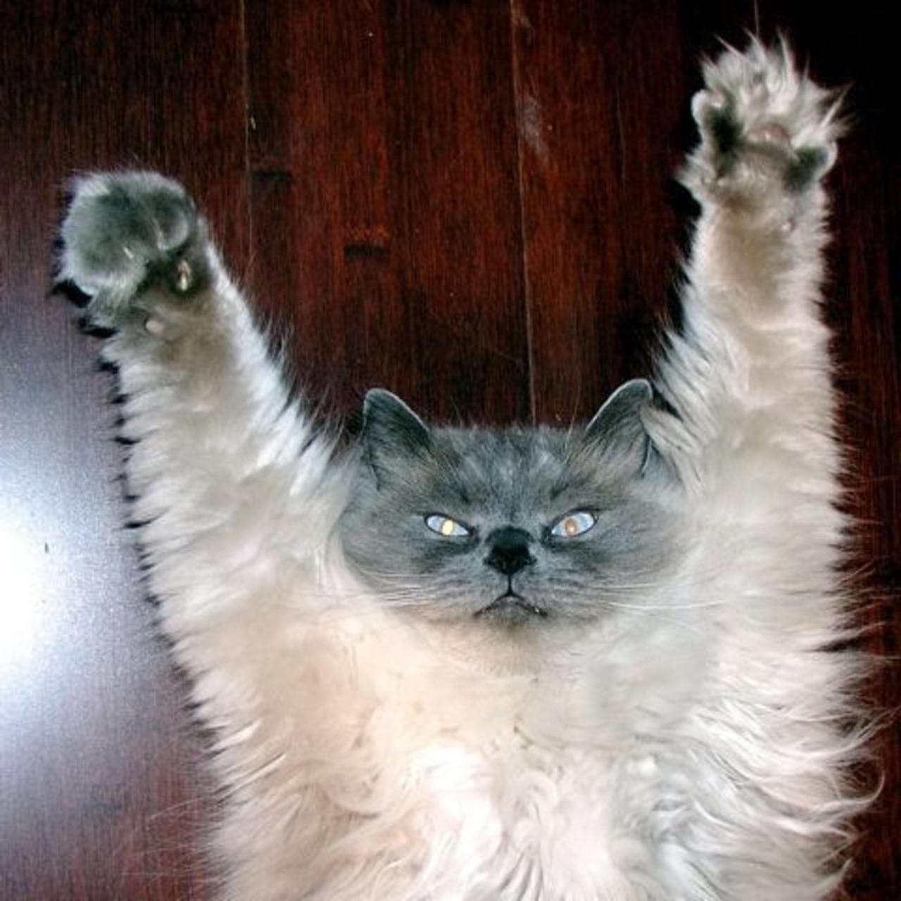 12 Adorable Animals Doing Jazz Hands