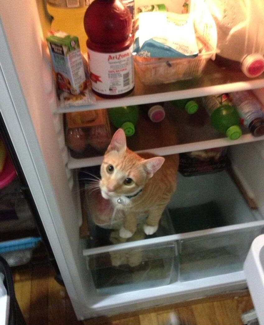 27 Cats Who Are in the Fridge and Don't Even Care