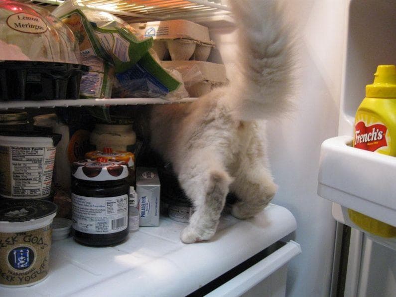 27 Cats Who Are in the Fridge and Don't Even Care