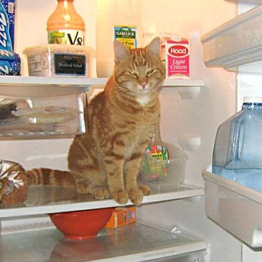 27 Cats Who Are in the Fridge and Don't Even Care