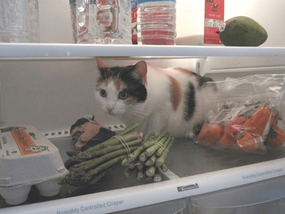 27 Cats Who Are in the Fridge and Don't Even Care