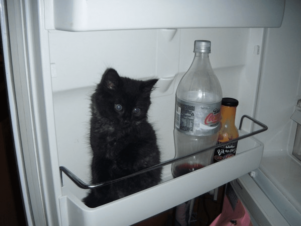 27 Cats Who Are in the Fridge and Don't Even Care
