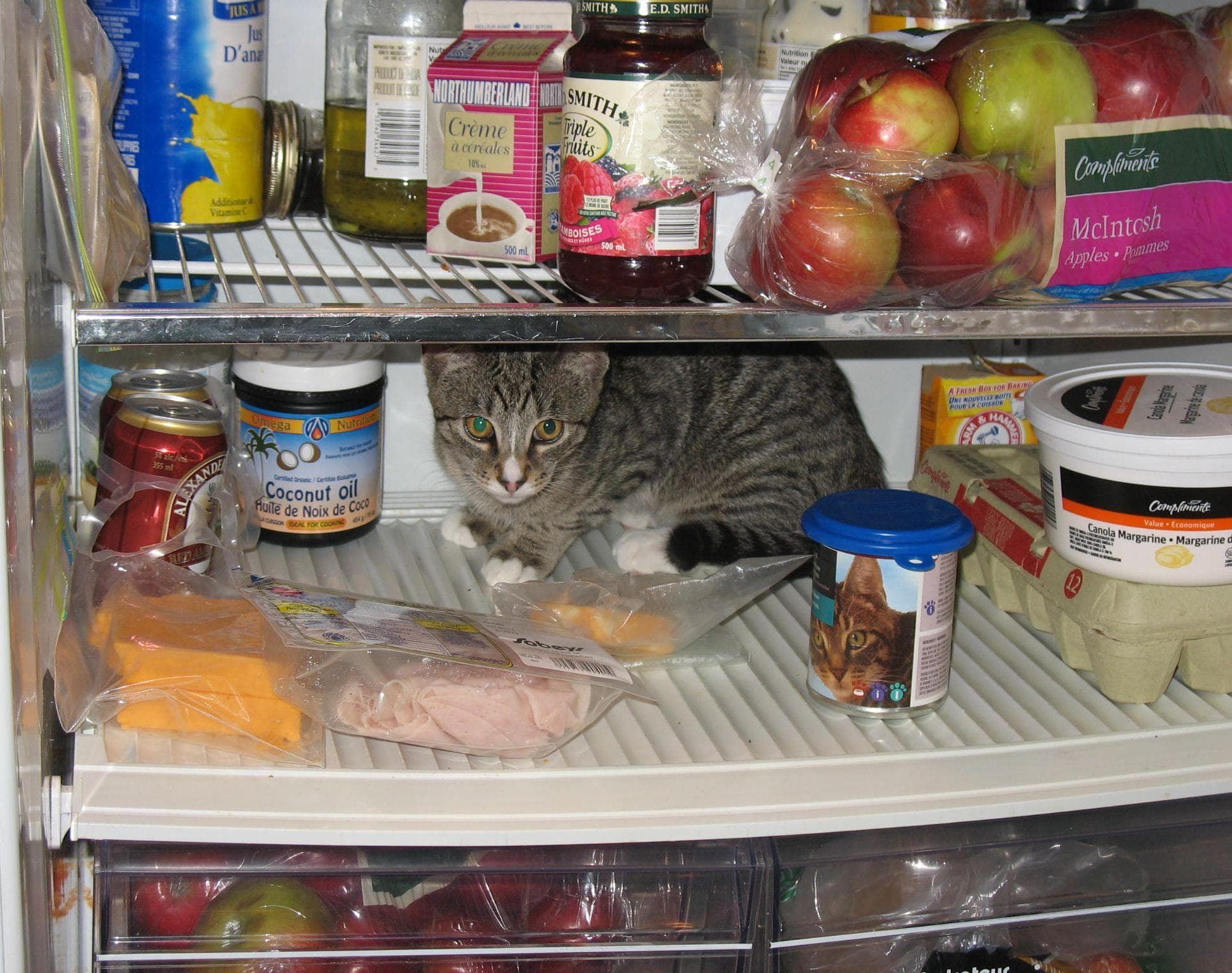 27 Cats Who Are in the Fridge and Don't Even Care