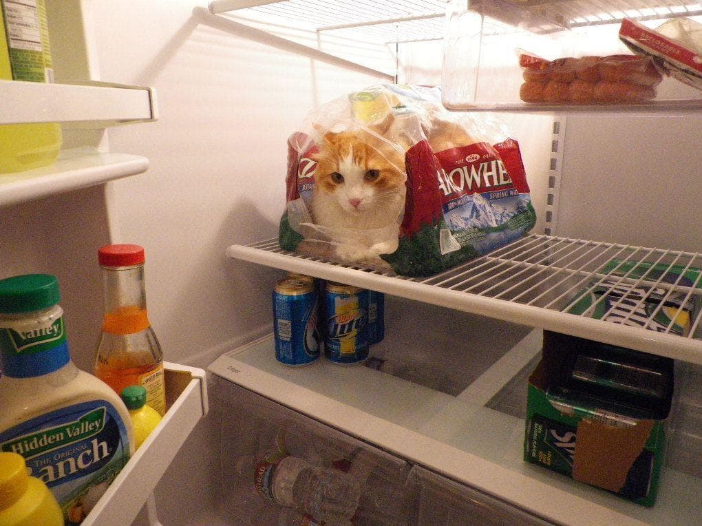 27 Cats Who Are in the Fridge and Don't Even Care