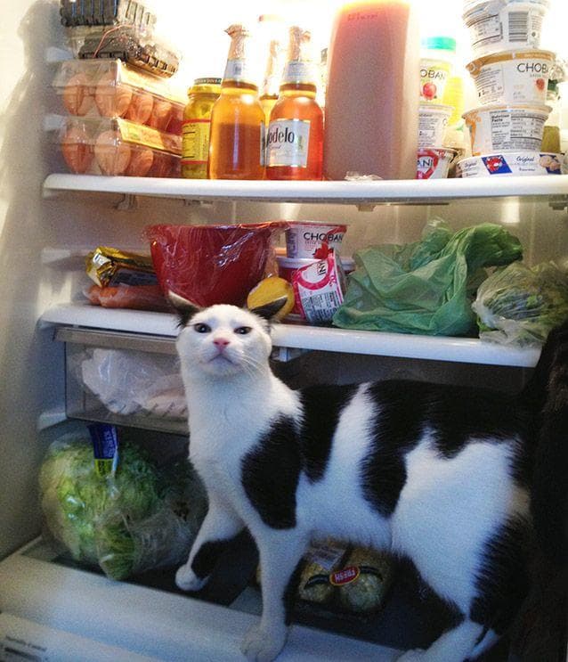 27 Cats Who Are in the Fridge and Don't Even Care
