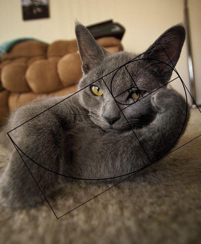 19 Cats That Are Perfect According to Science