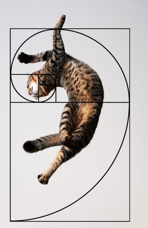 19 Cats That Are Perfect According to Science