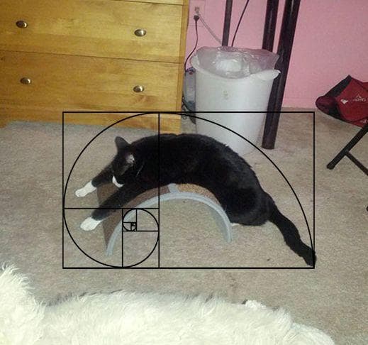 19 Cats That Are Perfect According to Science