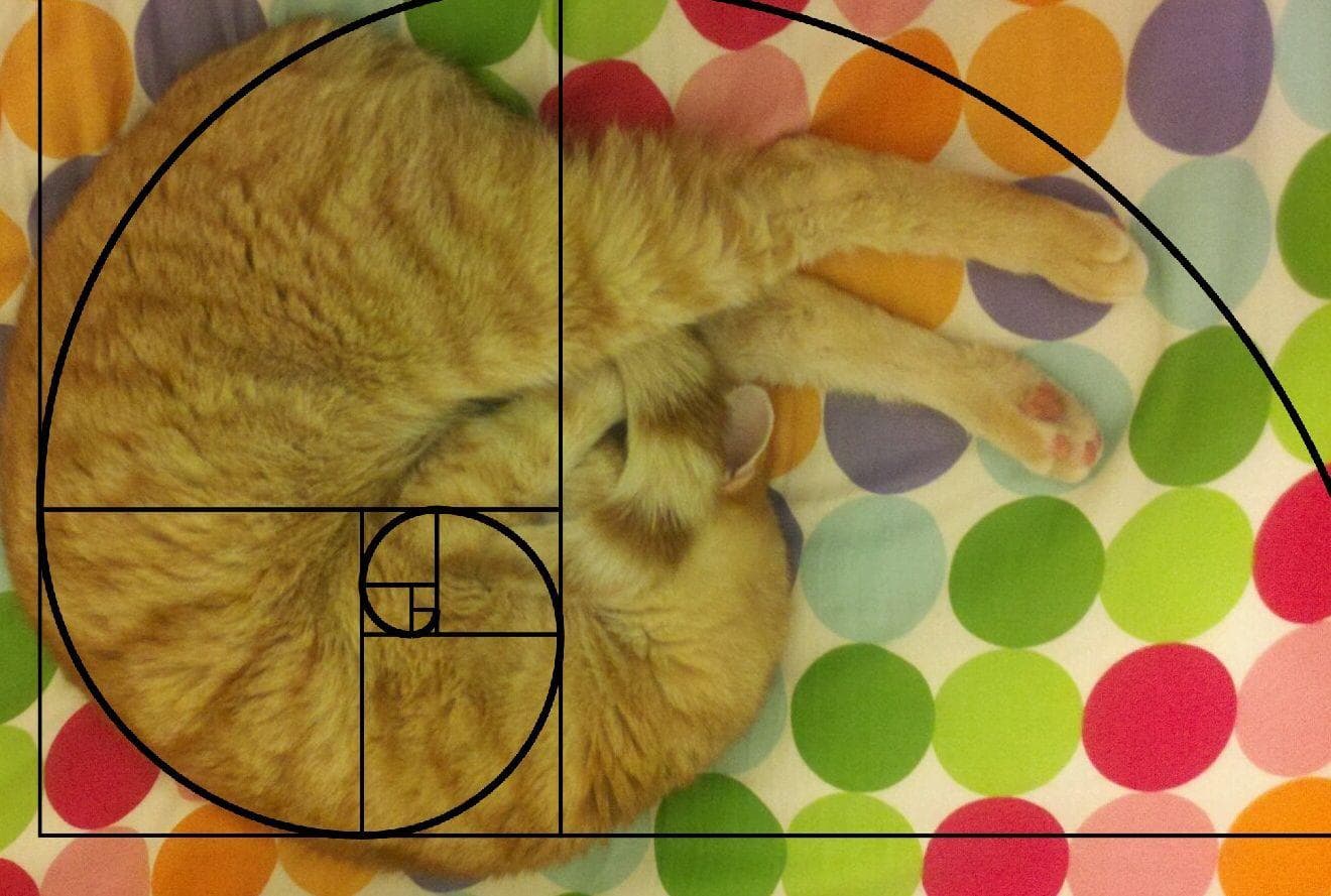 19 Cats That Are Perfect According to Science