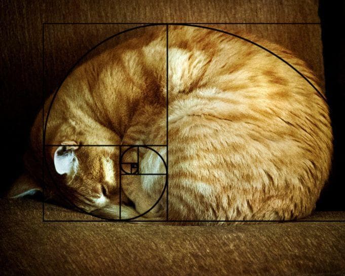 19 Cats That Are Perfect According to Science