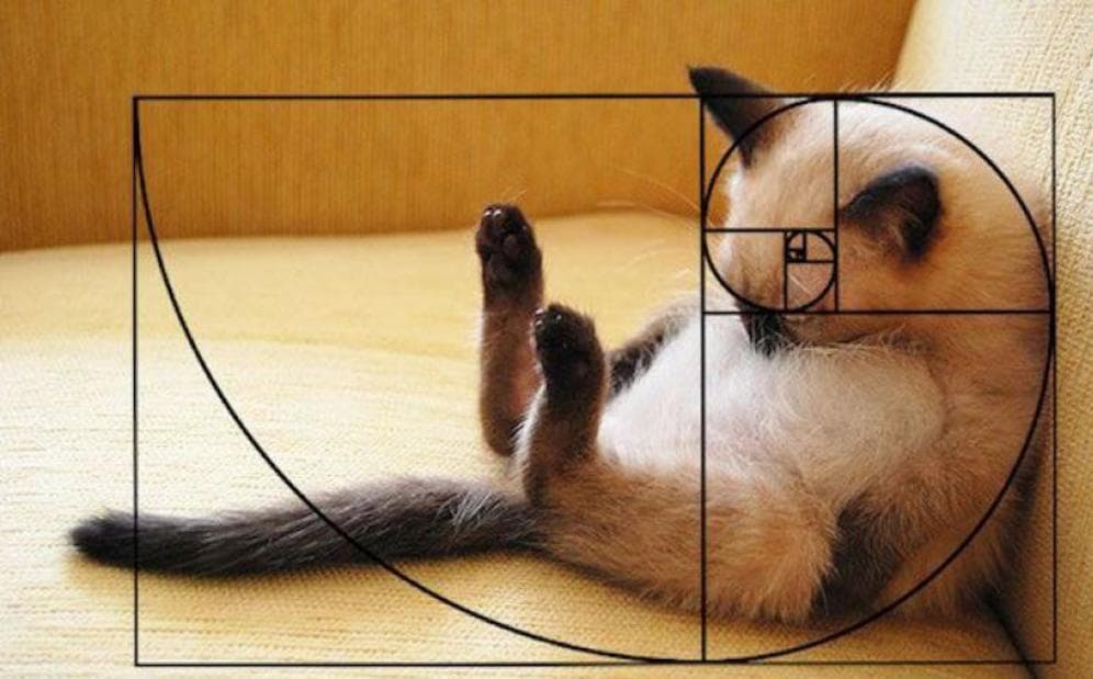 19 Cats That Are Perfect According to Science