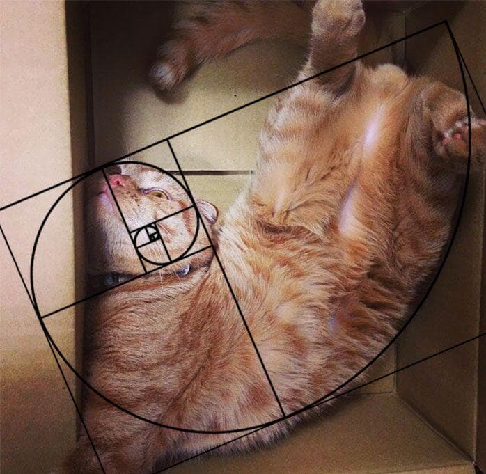 19 Cats That Are Perfect According to Science