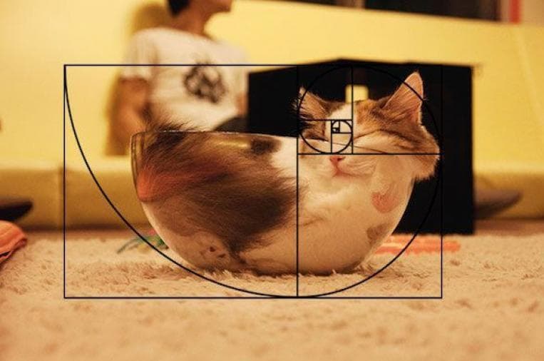 19 Cats That Are Perfect According to Science