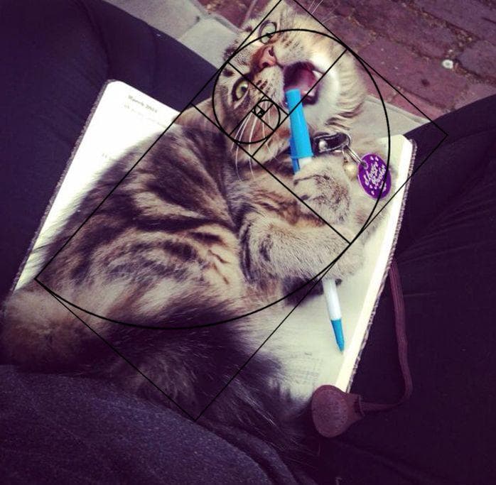 19 Cats That Are Perfect According to Science