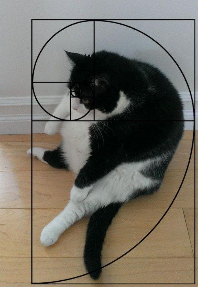 19 Cats That Are Perfect According to Science