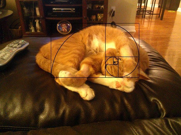 19 Cats That Are Perfect According to Science