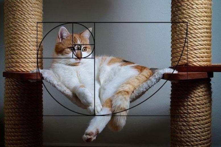 19 Cats That Are Perfect According to Science