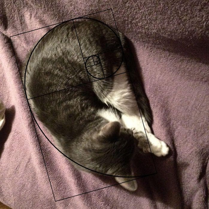 19 Cats That Are Perfect According to Science