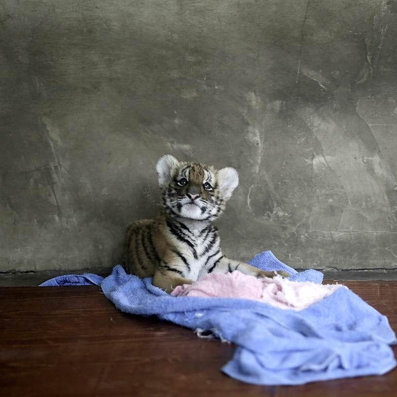 29 Animals Who Love Their Blankets