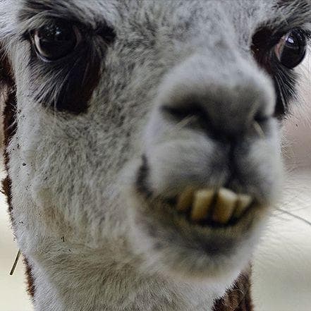 The Dumbest Looking Animals on Earth