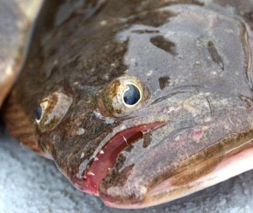 The Dumbest Looking Animals on Earth