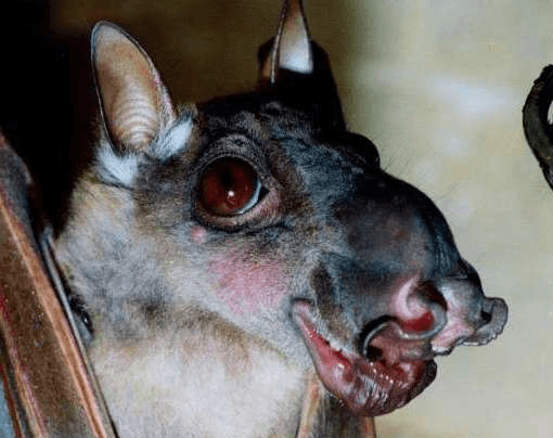 The Dumbest Looking Animals on Earth