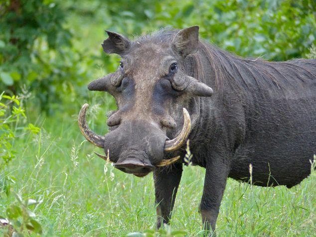 The Dumbest Looking Animals on Earth