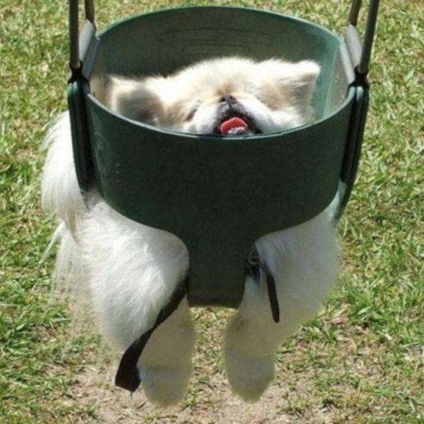 15 Funny Animals in Predicaments