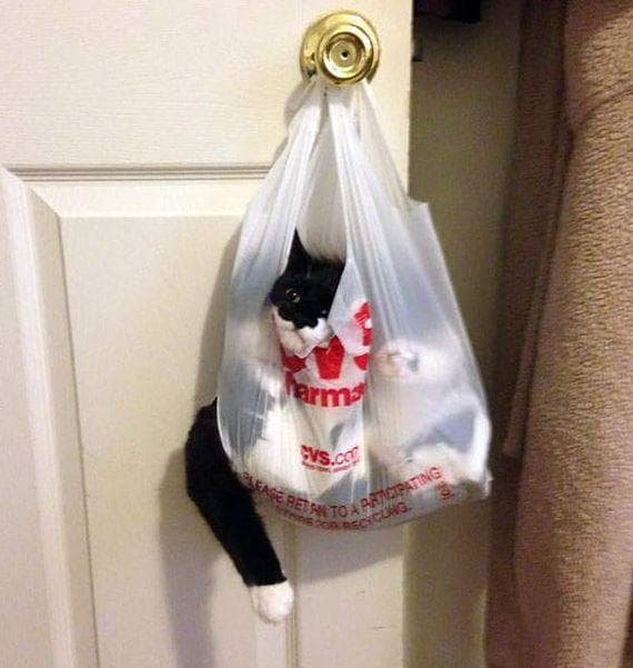 15 Funny Animals in Predicaments