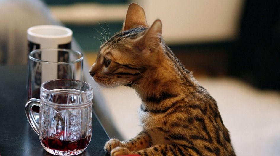 23 Cats Who Love Wine Even More Than You Do