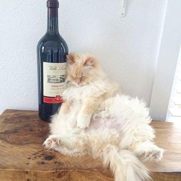 23 Cats Who Love Wine Even More Than You Do