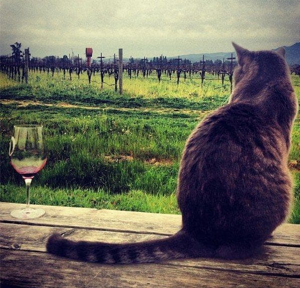 23 Cats Who Love Wine Even More Than You Do