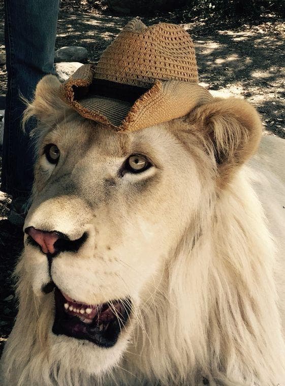 32 Insanely Adorable Cats Wearing Hats