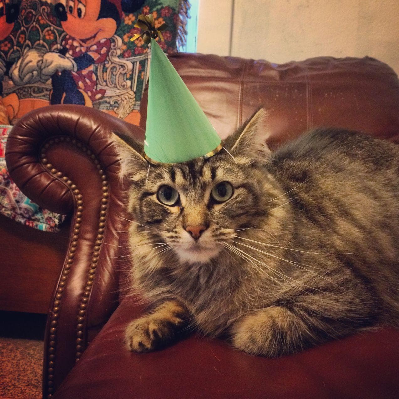 32 Insanely Adorable Cats Wearing Hats